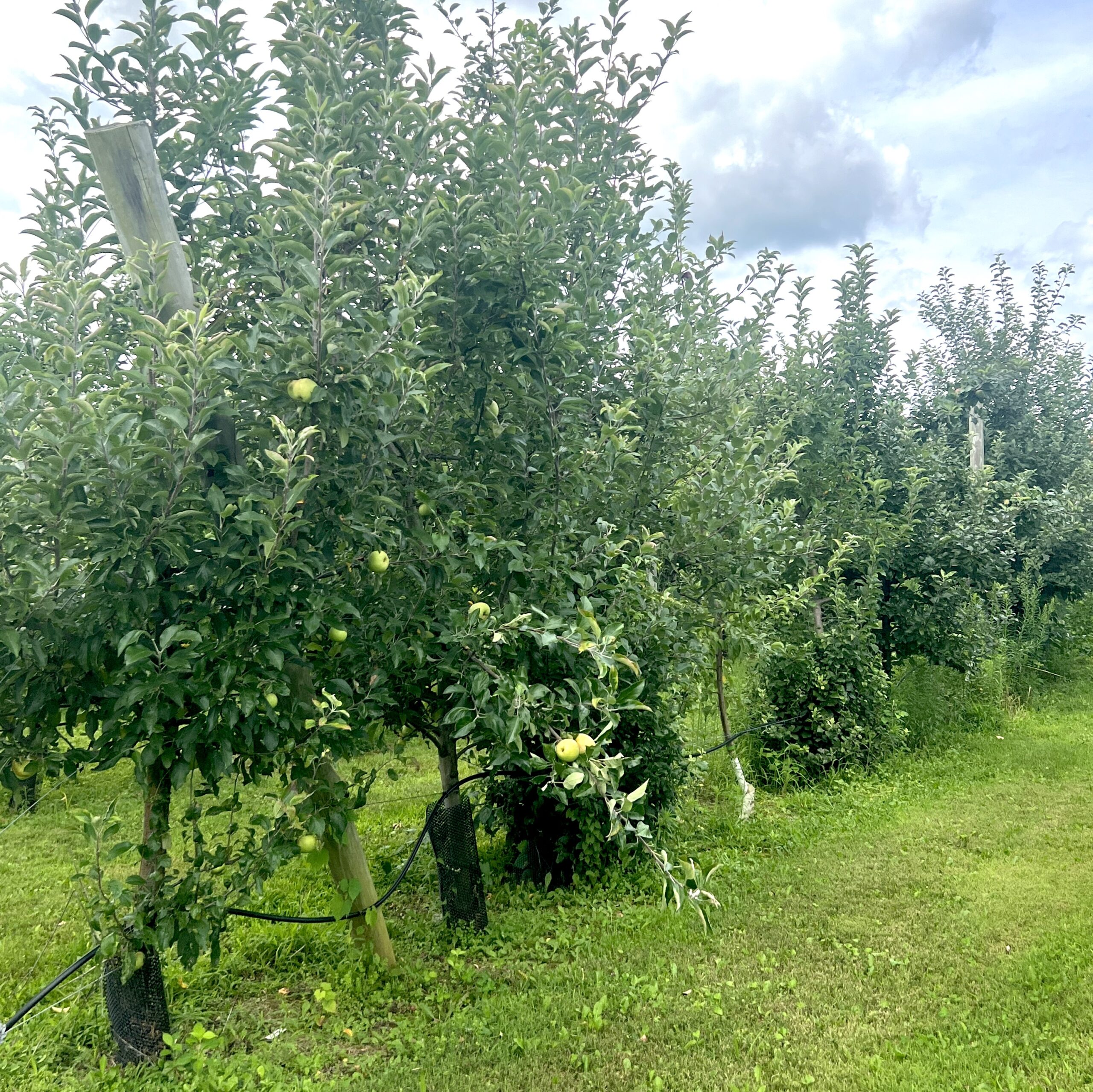 It’s Official: This Year’s Local Apple Crop is a Disaster - The New ...