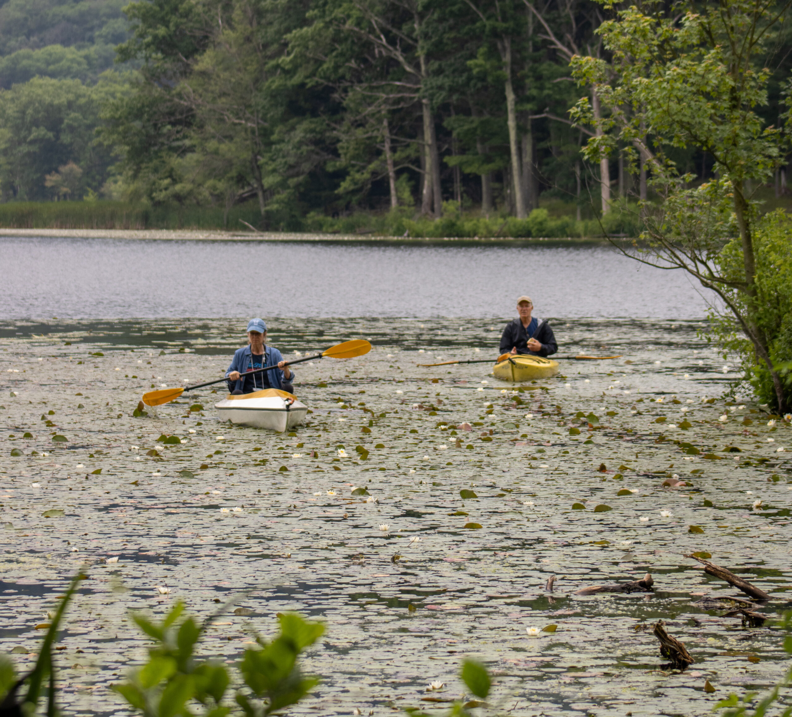 Volunteers Battle Invasive Plants to Keep Stissing Lake Clean - The New ...