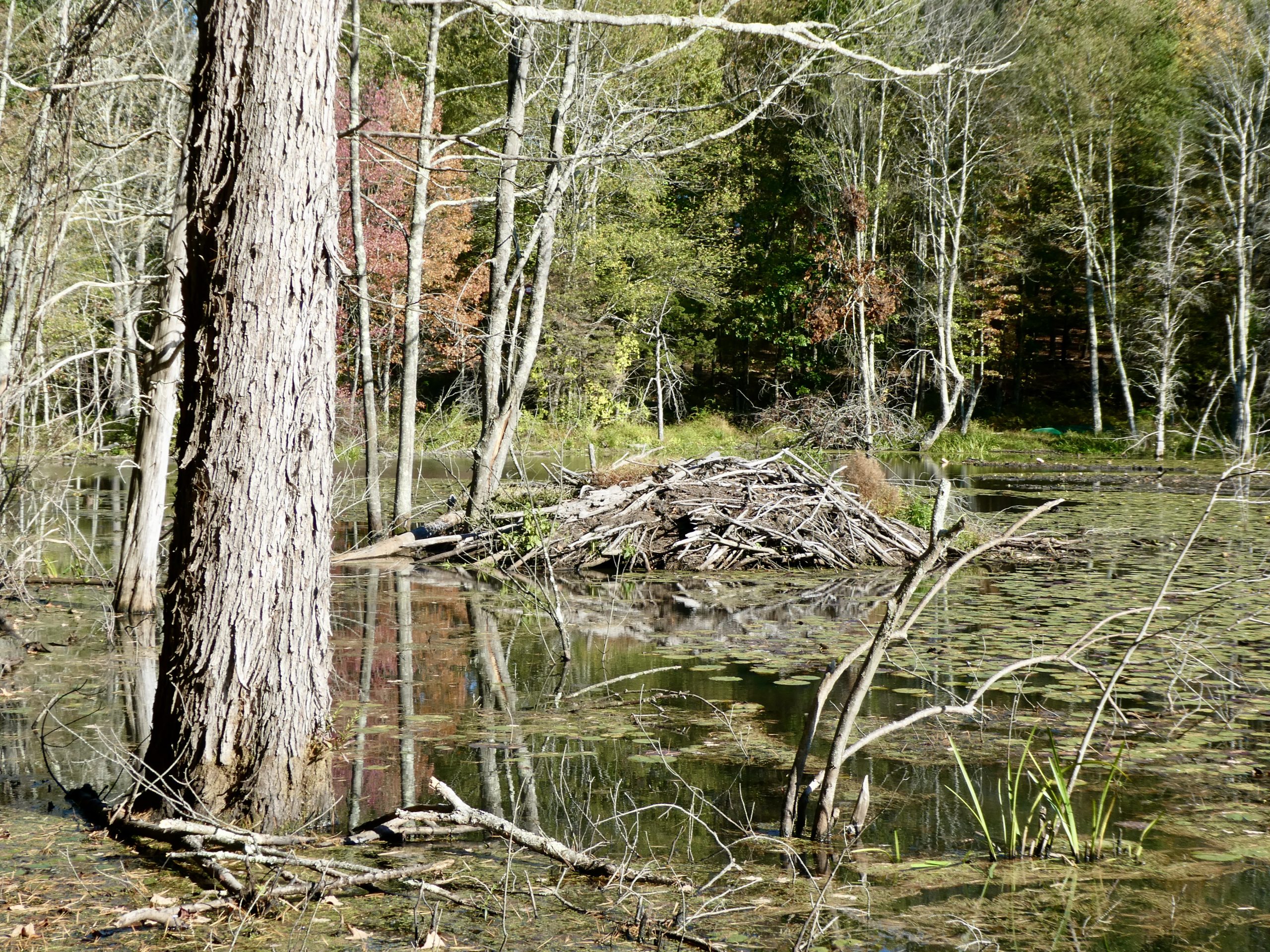 On Beaver Pond - The New Pine Plains Herald