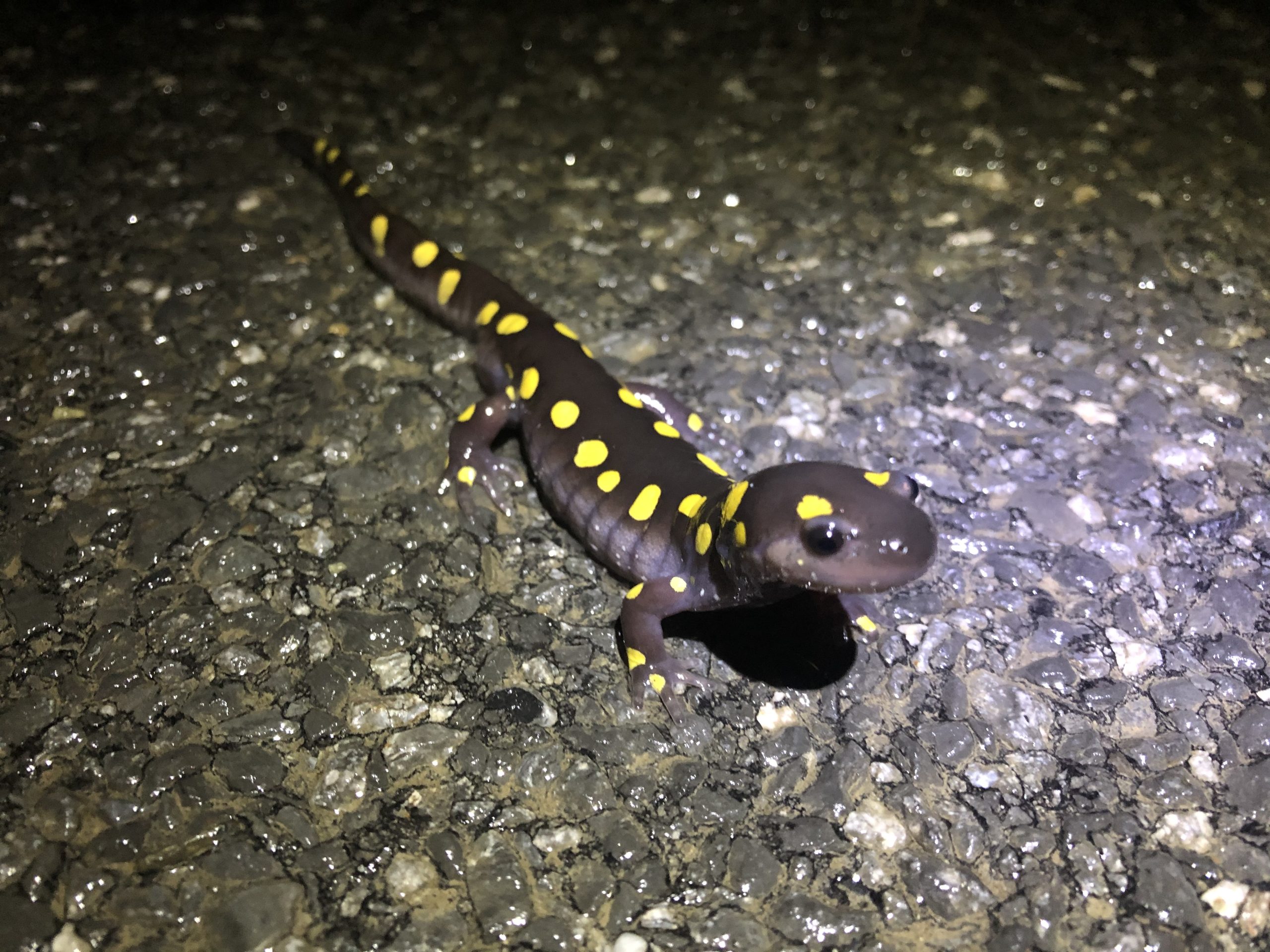 Field Notes: March of the Amphibians - The New Pine Plains Herald