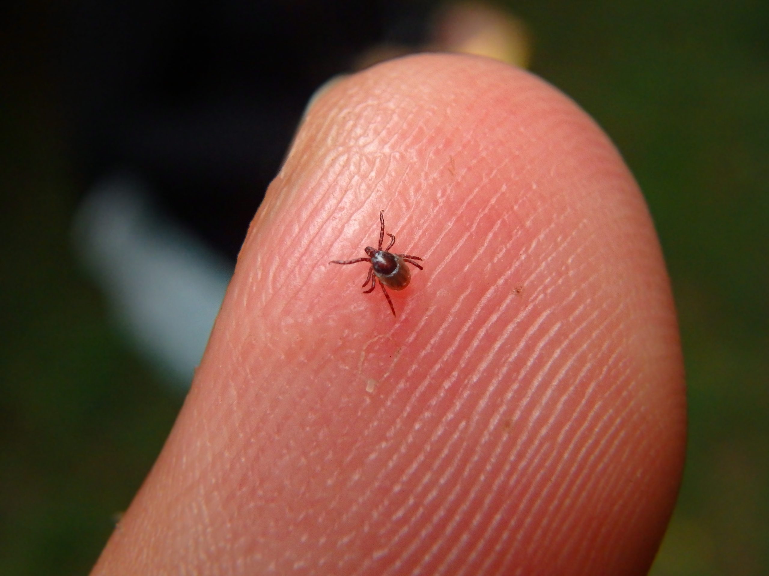 Good Medicine: Why a Single Tick Bite in 2026 is More Dangerous Than ...
